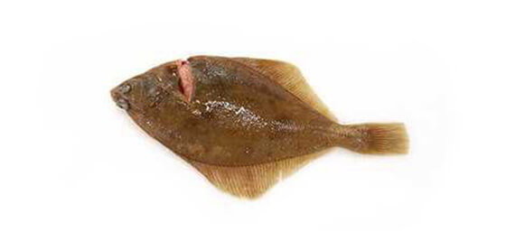 Flounder - Kingfisher Brixham
