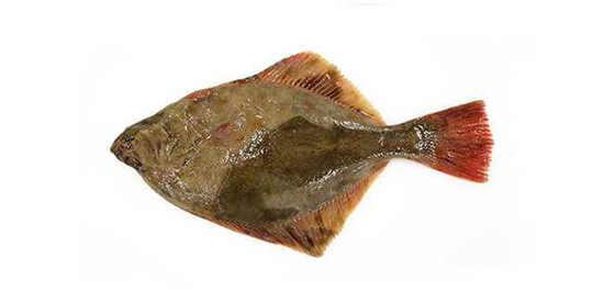 Flounder - Kingfisher Brixham