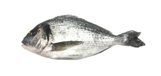 Sea Bass - Kingfisher Brixham