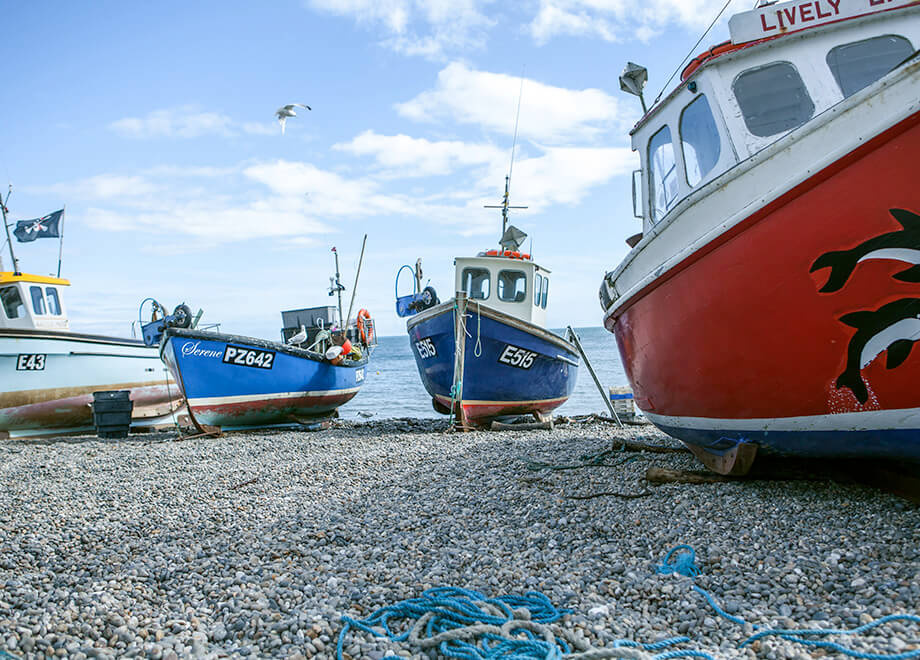 Fish & Seafood | Frozen & Fresh | Kingfisher Brixham