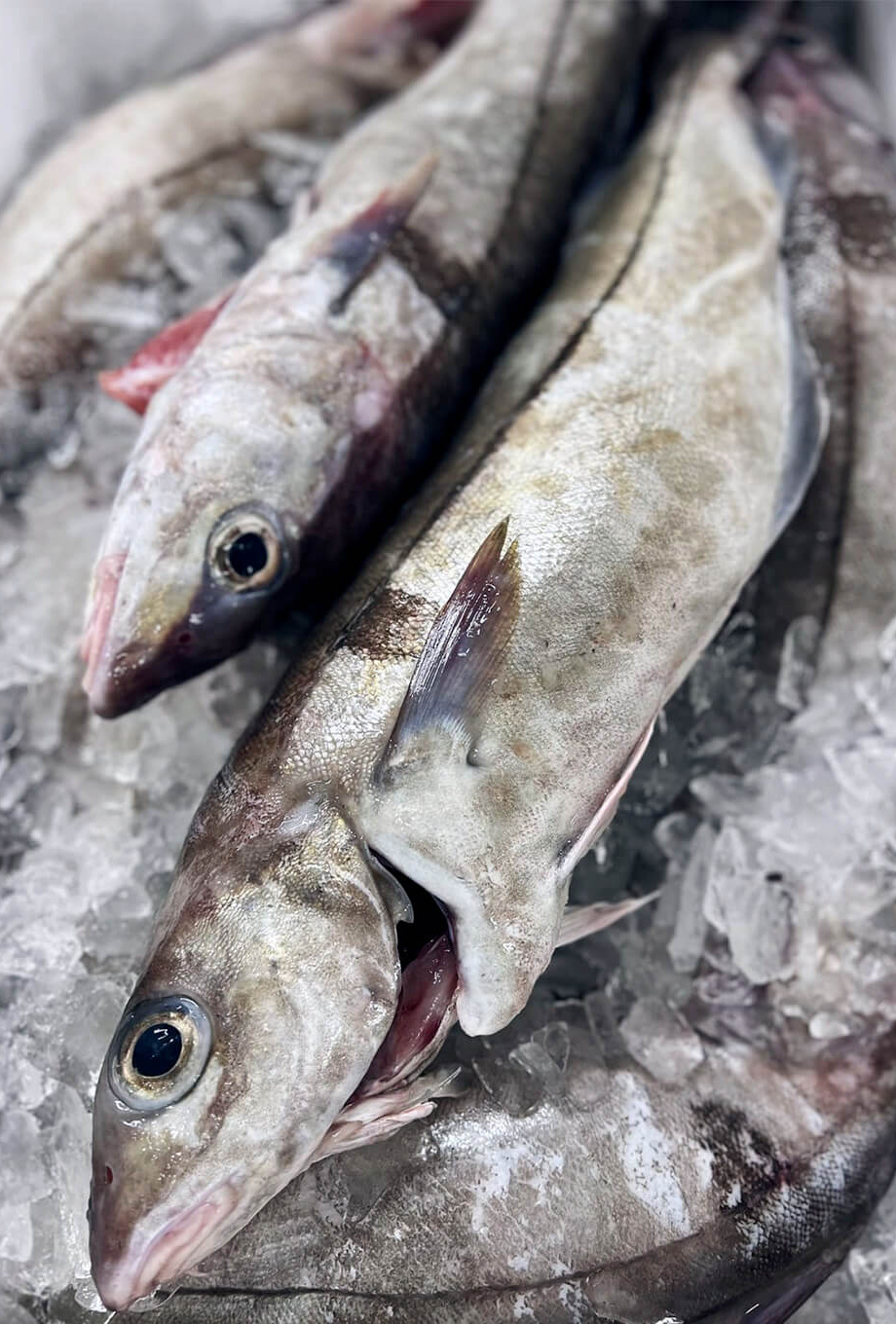 Fish & Seafood | Frozen & Fresh | Kingfisher Brixham