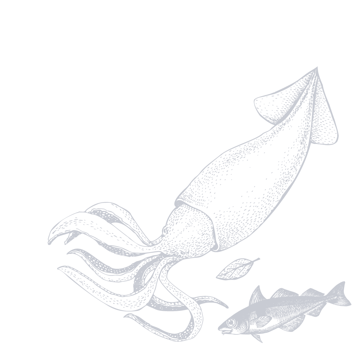 Rock Oysters - Kingfisher Brixham