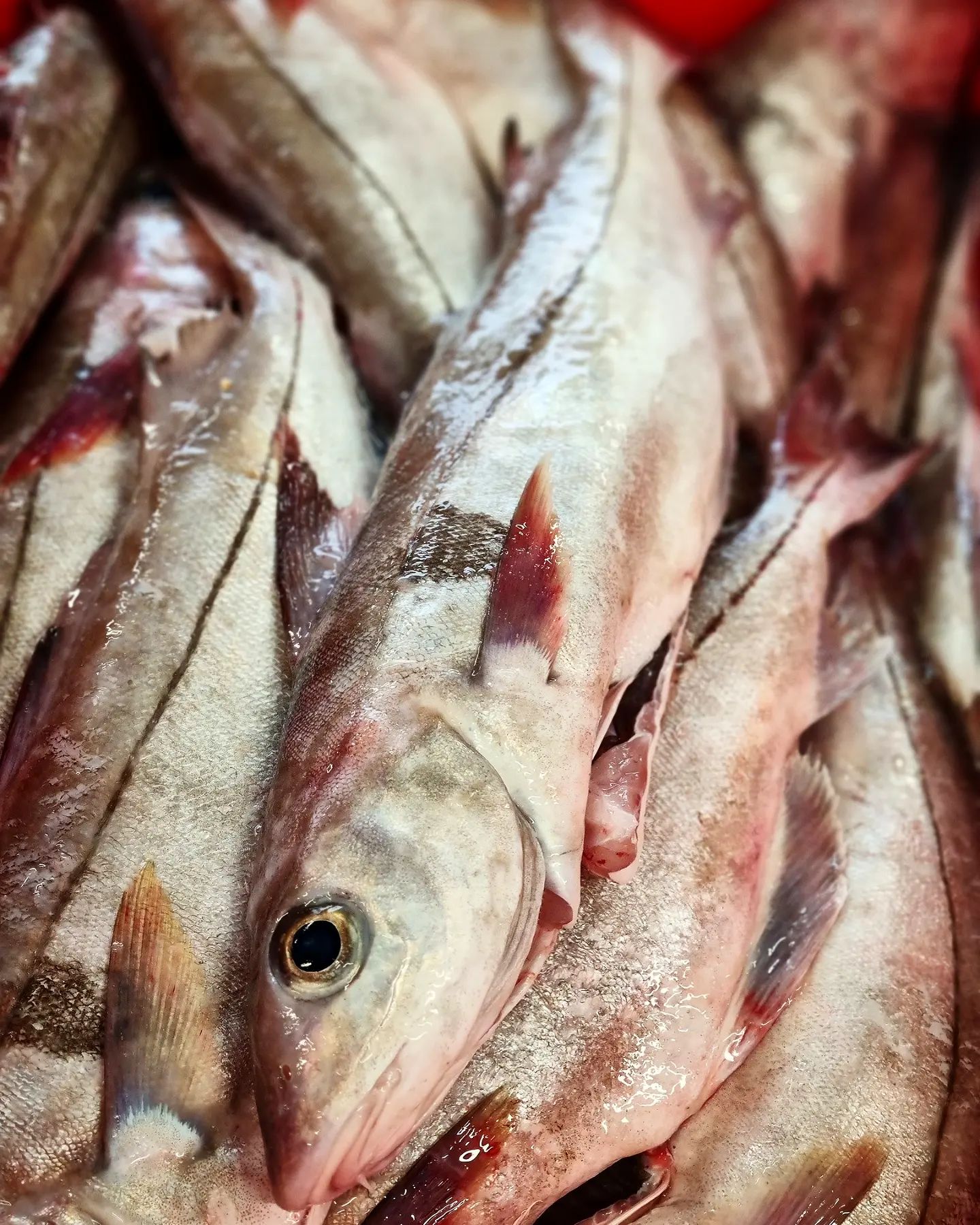 Responsibly Sourced Seafood | Seafood Supplier | Kingfisher Brixham ...