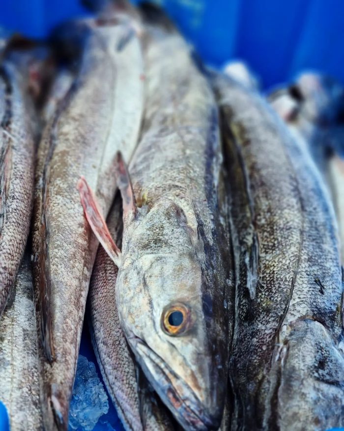 What Fish is in Season | Kingfisher Brixham : Kingfisher Brixham