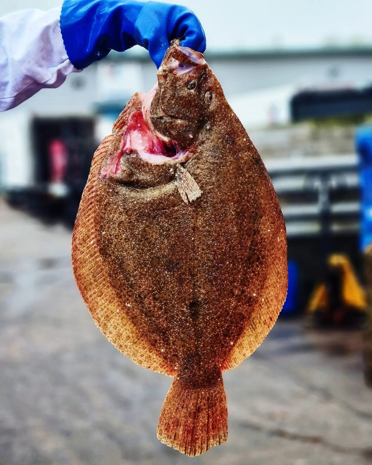 What Fish is in Season | Kingfisher Brixham : Kingfisher Brixham