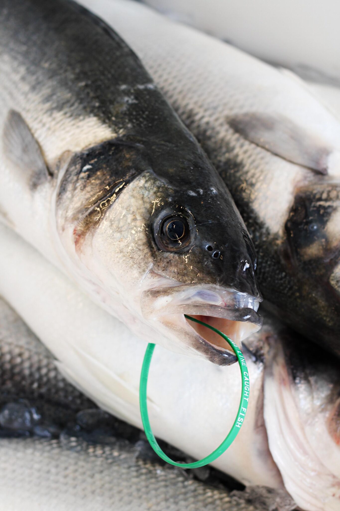Responsibly Sourced Seafood | Seafood Supplier | Kingfisher Brixham ...