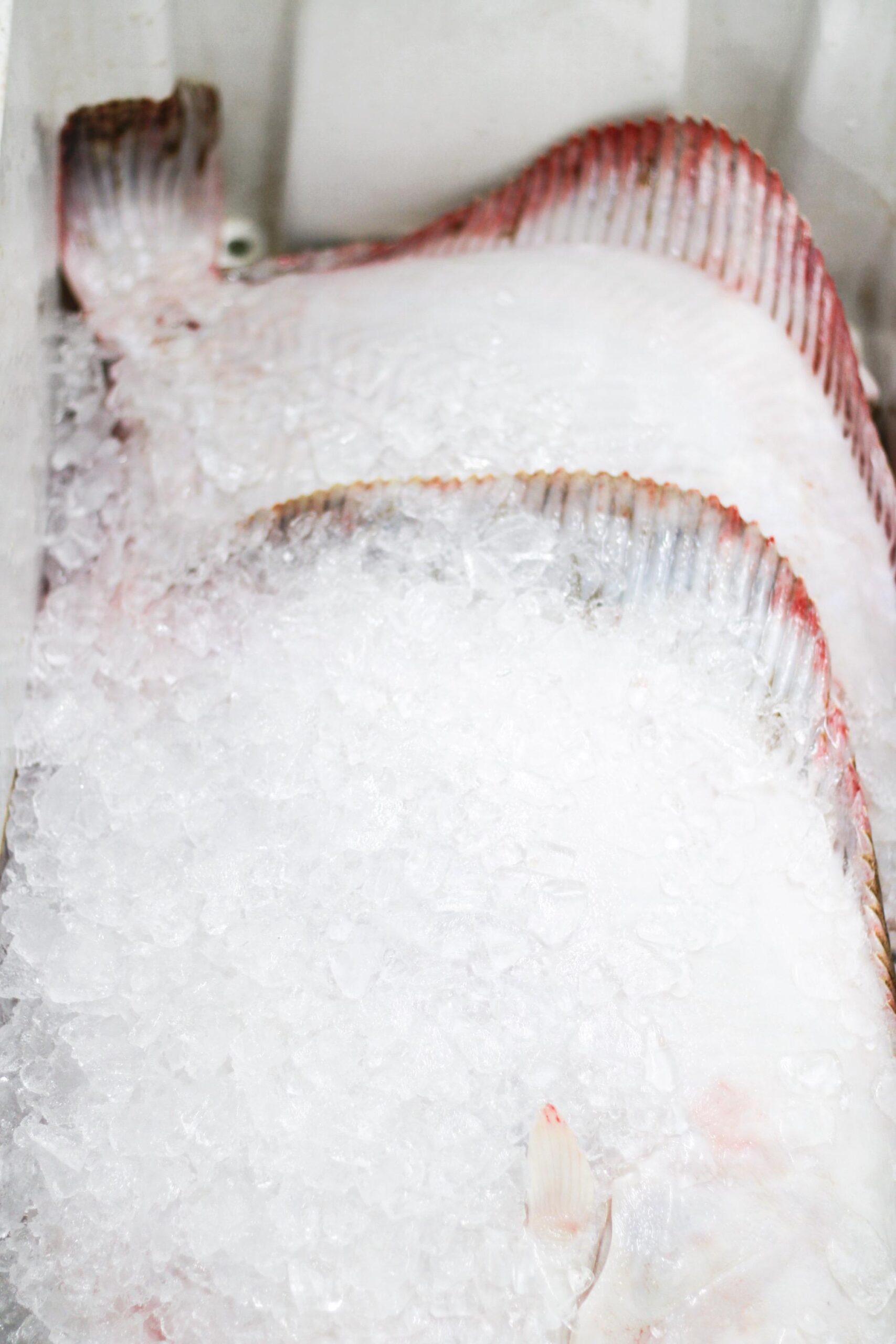 What Fish is in Season | Kingfisher Brixham : Kingfisher Brixham