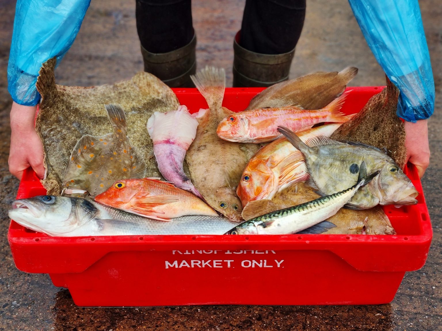 Our Fishermen | Kingfisher Brixham : Kingfisher Brixham