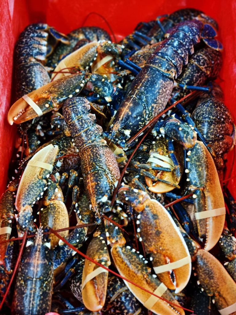 Our Fishermen | Kingfisher Brixham : Kingfisher Brixham