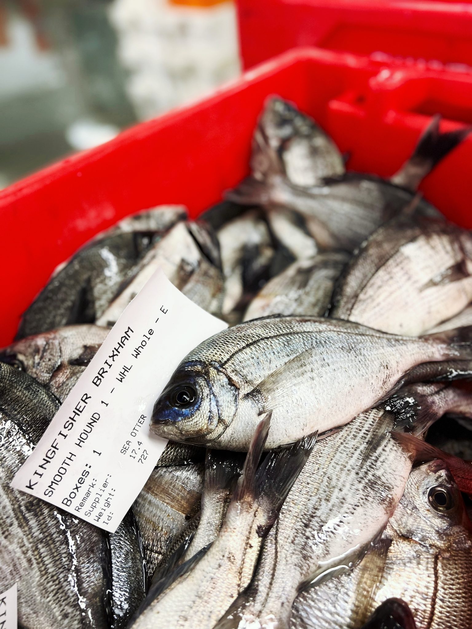Fish & Seafood | Frozen & Fresh | Kingfisher Brixham : Kingfisher Brixham