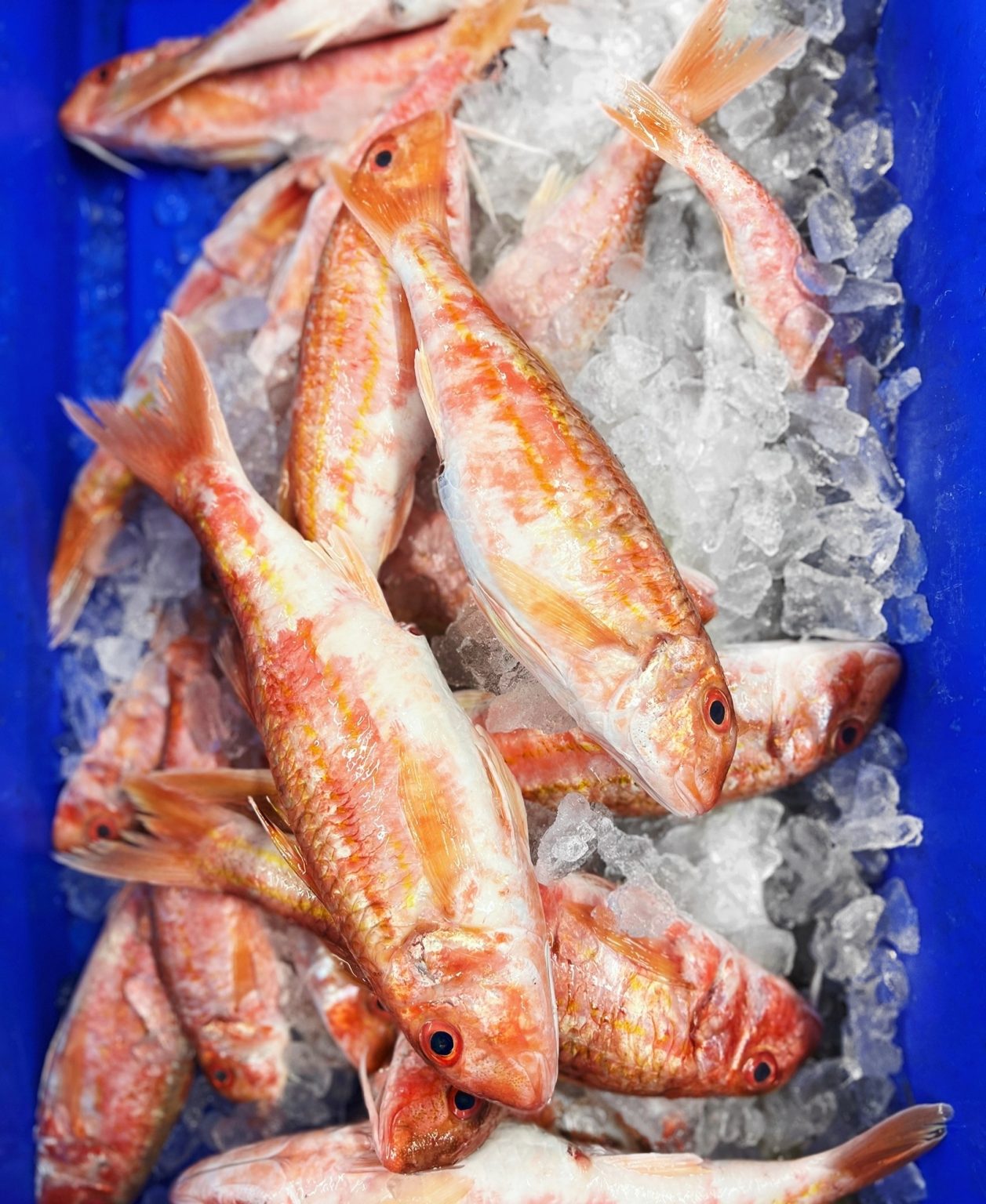 What Fish is in Season | Kingfisher Brixham : Kingfisher Brixham