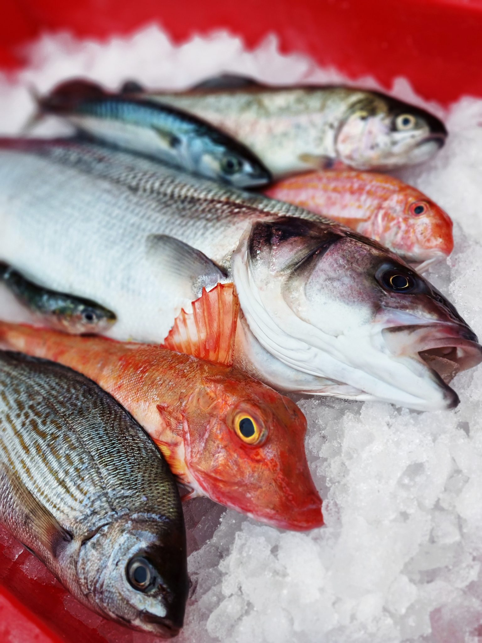 Fish & Seafood | Frozen & Fresh | Kingfisher Brixham : Kingfisher Brixham