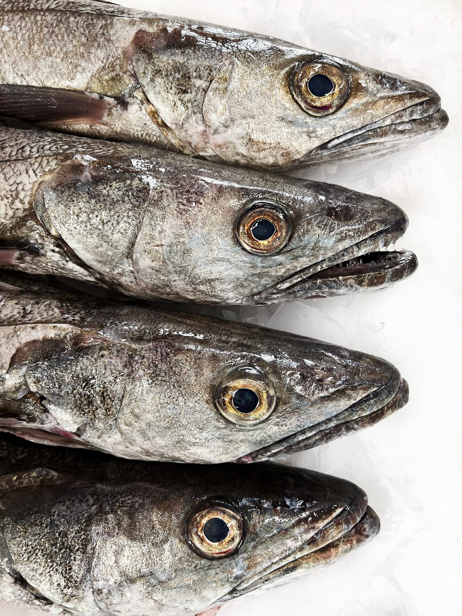 Fish & Seafood | Frozen & Fresh | Kingfisher Brixham : Kingfisher Brixham