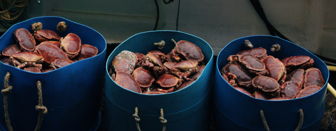 Devon Fishmonger | Seafood Supplier | Kingfisher Brixham : Kingfisher ...